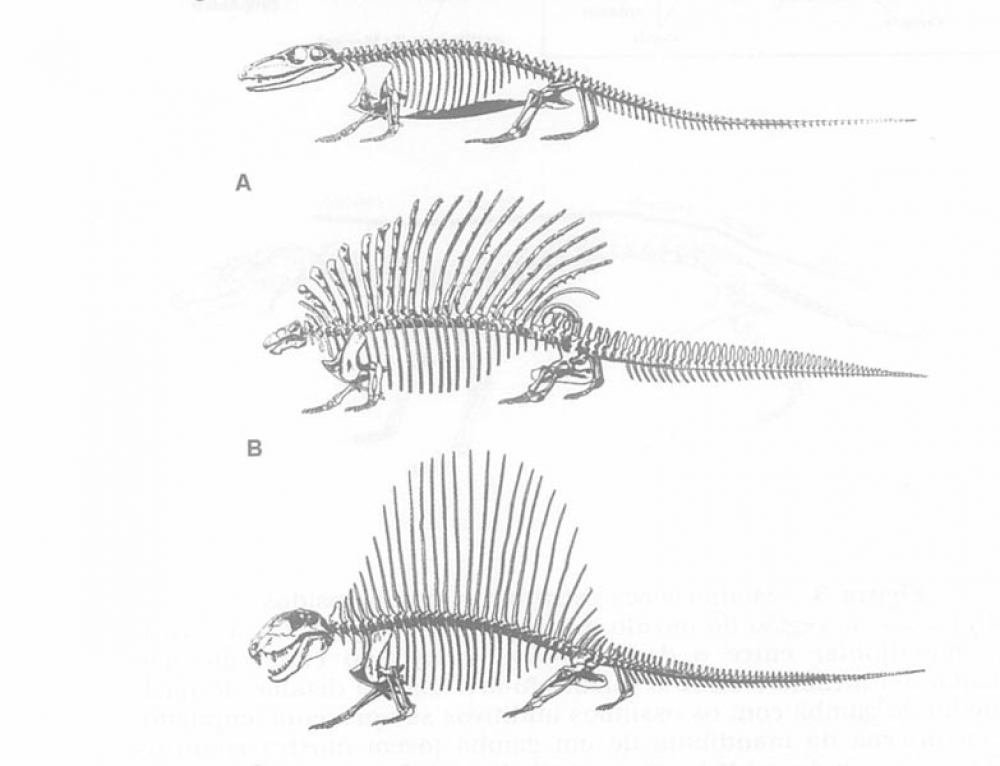 Origen Y Evolución De Los Synapsida. - Fernando Abdala PhD