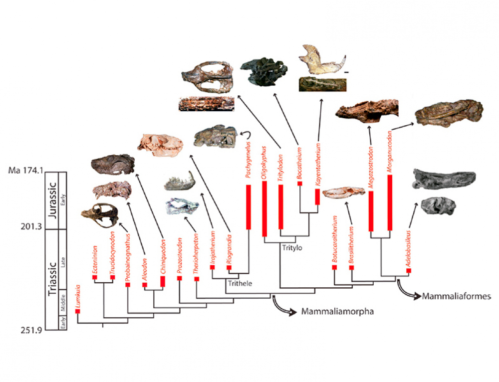 The Dentition Of Gomphodont Cynodonts I: Proposed Terminology And ...