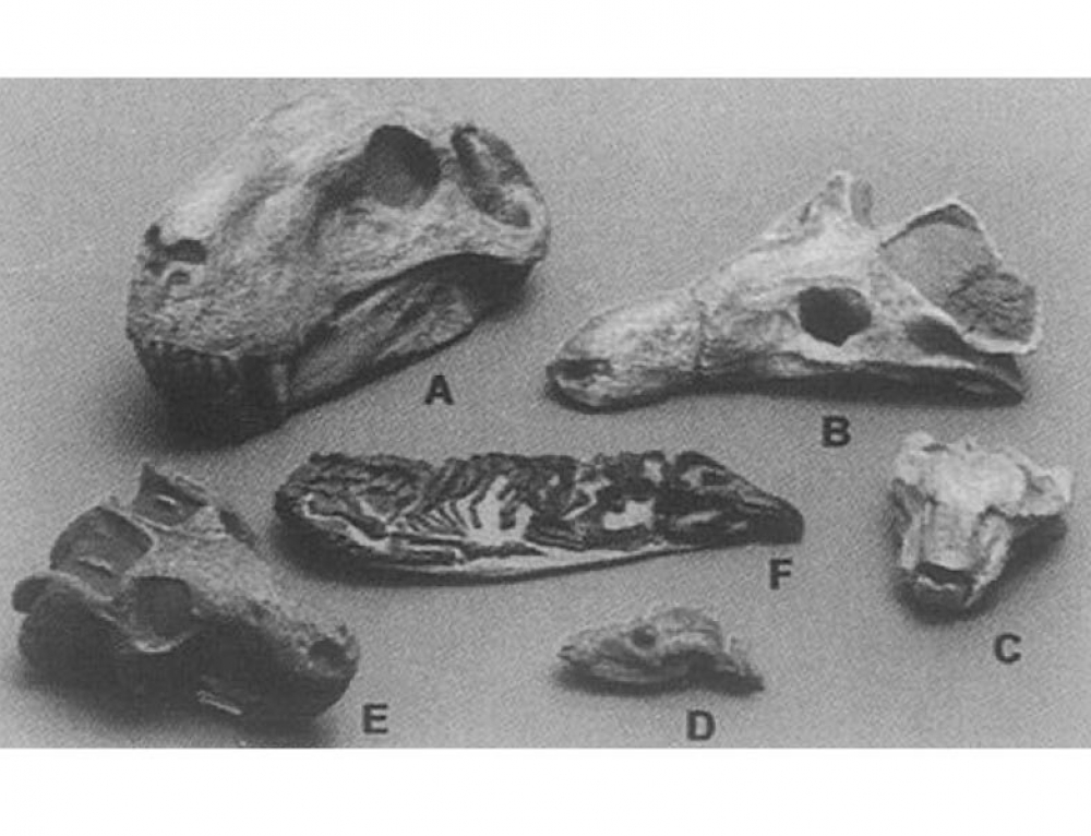 Origen Y Evolución De Los Synapsida. - Fernando Abdala PhD