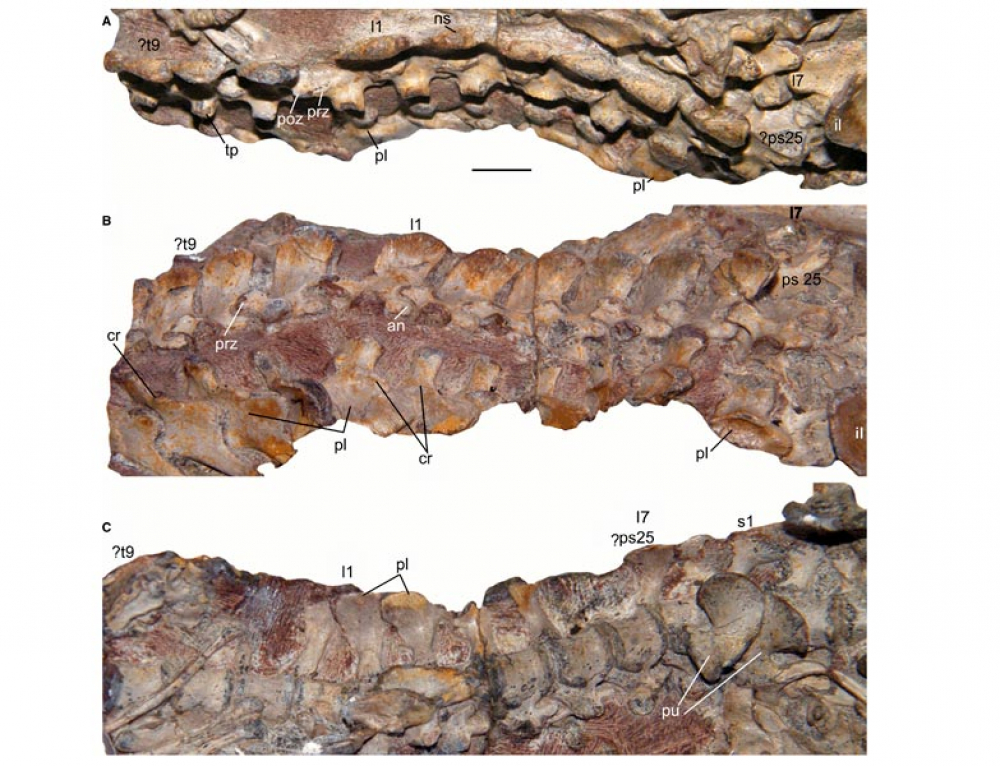 Tiarajudens Eccentricus And Anomocephalus Africanus, Two Bizarre ...