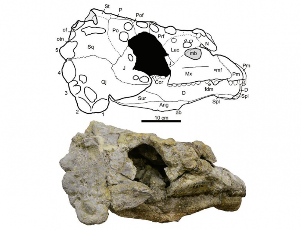 Cranial Morphology And Taxonomy Of South African Tapinocephalidae ...