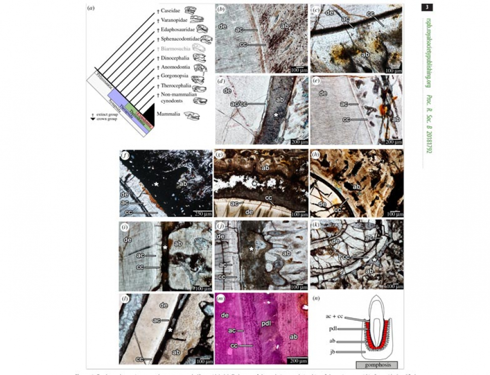 Cranial Morphology And Phylogenetic Analysis Of Cynosaurus Suppostus ...