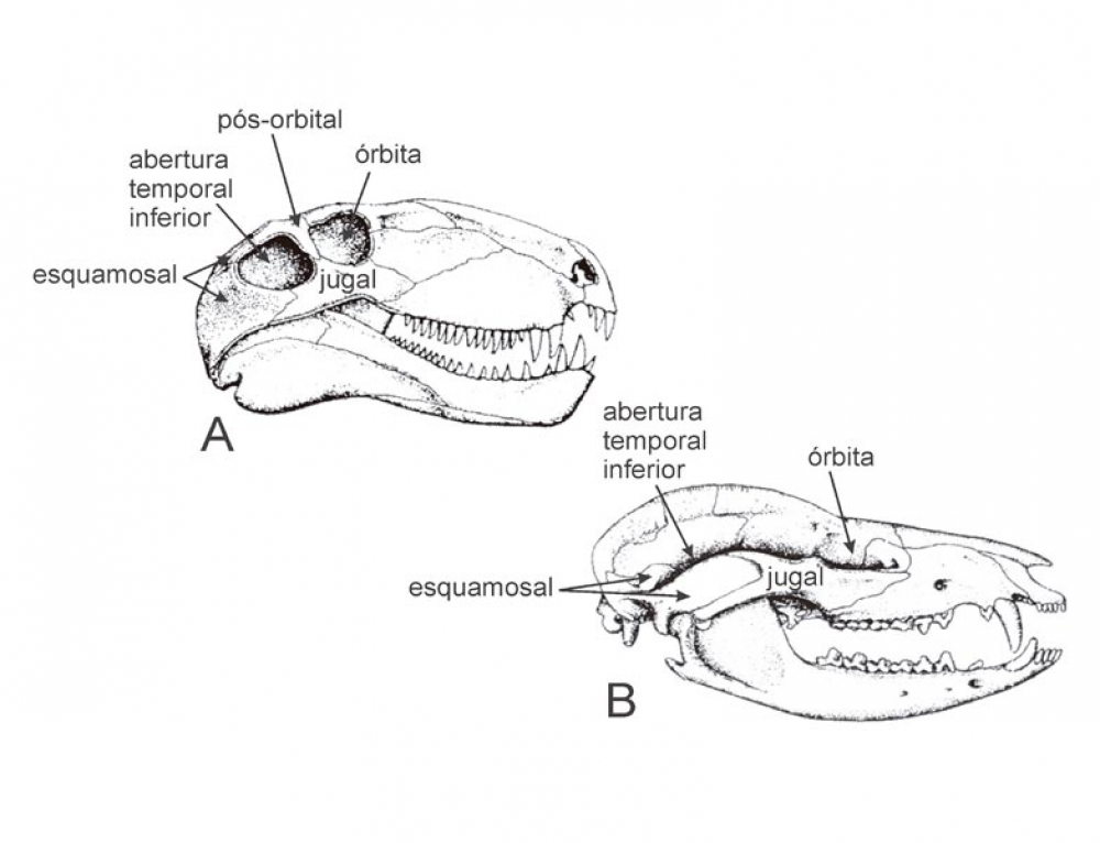 Origen Y Evolución De Los Synapsida. - Fernando Abdala PhD