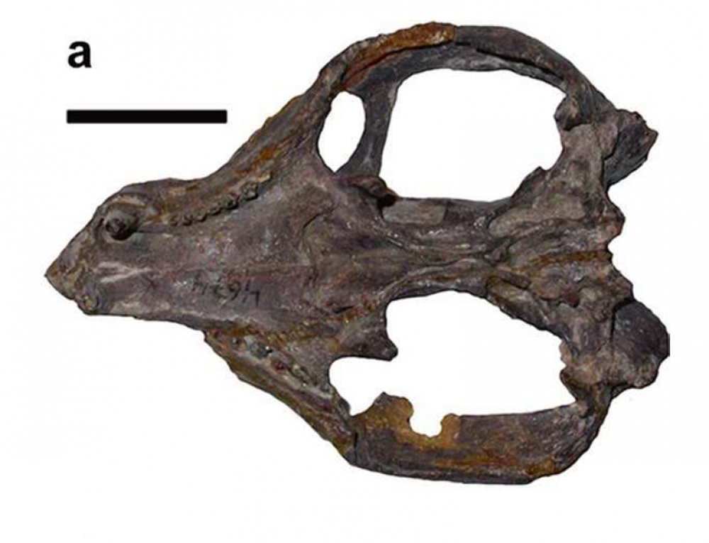 The Dentition Of Gomphodont Cynodonts I: Proposed Terminology And ...