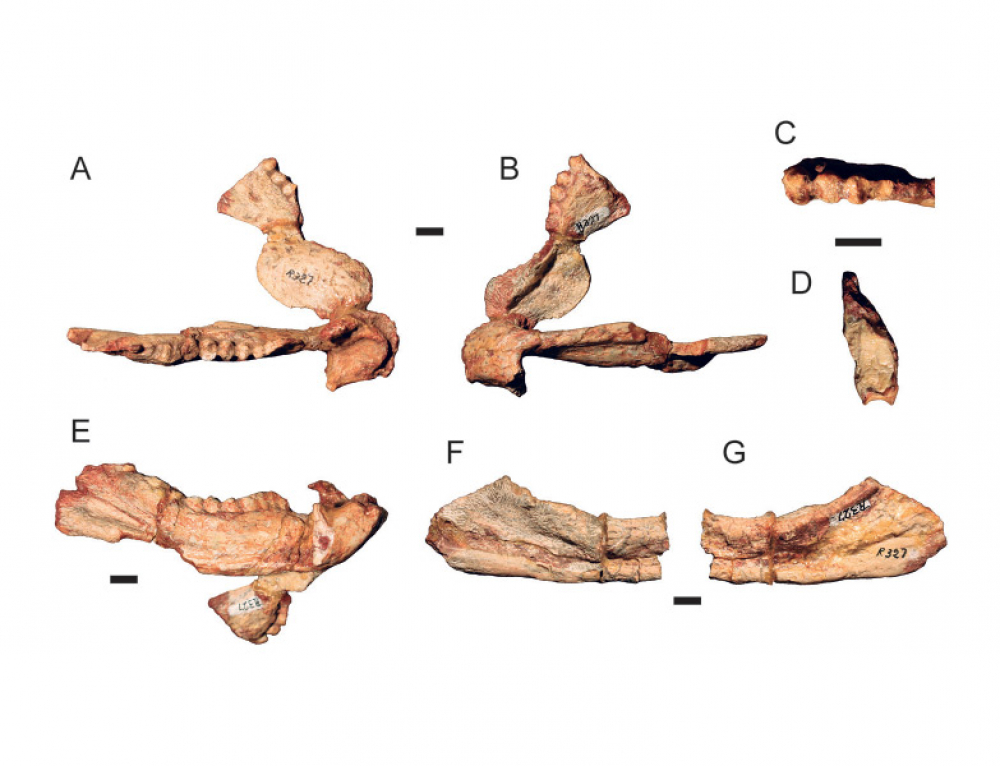 A New, Large Cynodont From The Late Permian Of The Karoo Basin, South ...