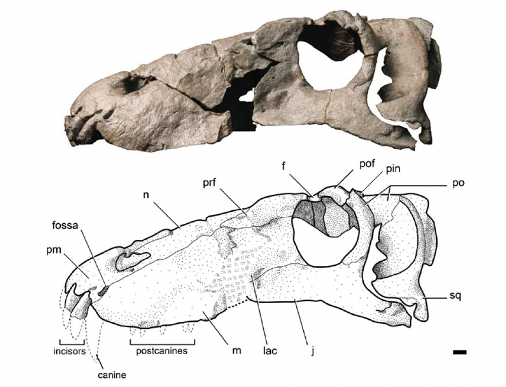 A New, Large Cynodont From The Late Permian Of The Karoo Basin, South ...